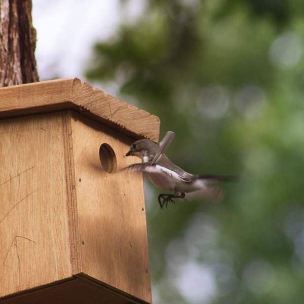 Over Zonnelust - Zonnelust